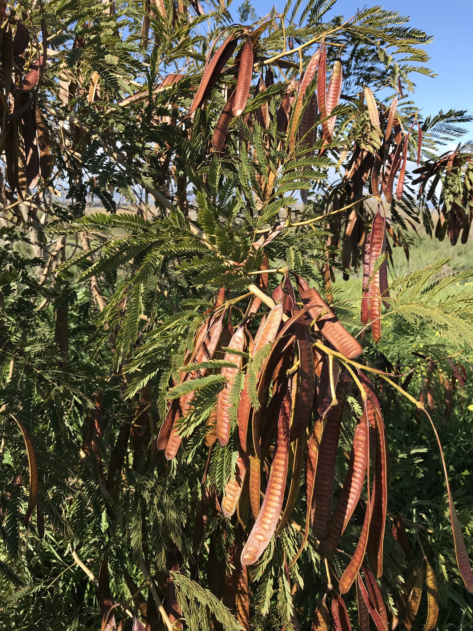Leucaena leucocephala | RIS-ky